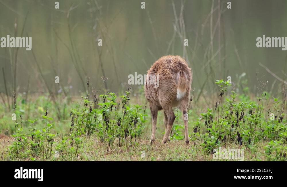 Indian Hog Deer, Hyelaphus porcinus, Thailand; grazing on wet grass at ...