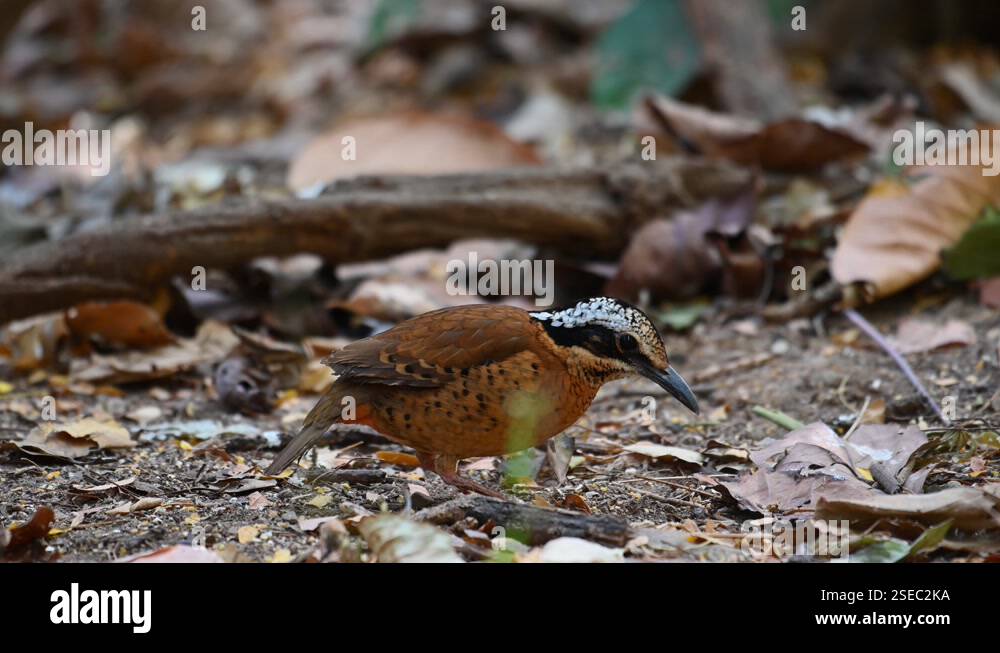 Eared Pitta, Hydrornis phayrei, Thailand; facing to the right and ...