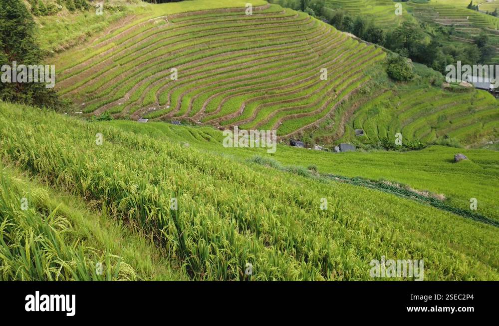 Aerial bird view of Chinese paddy field in Ping An 4k Stock Video ...