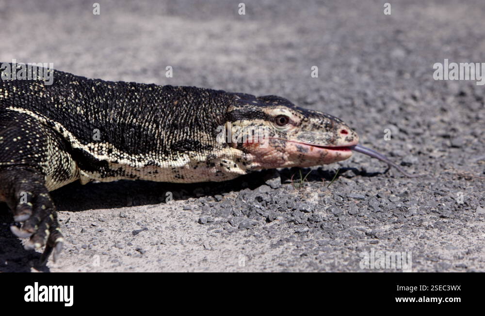 Asian water monitor side profile crawling slow motion Stock Video ...