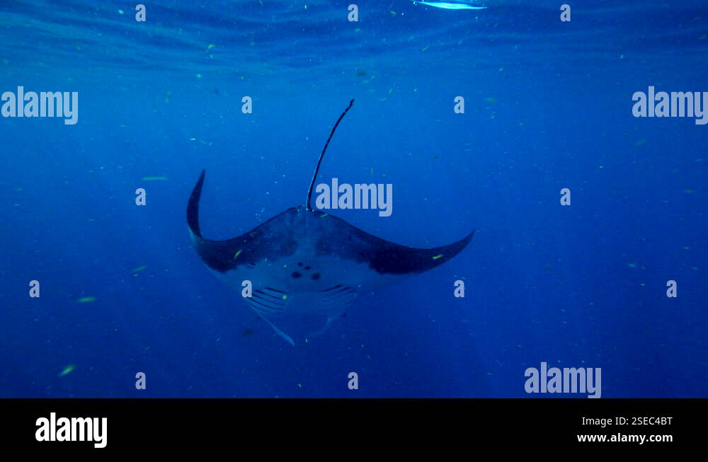 Slow Motion Of Manta Ray Glowing While Swimming Underwater In Blue Sea ...