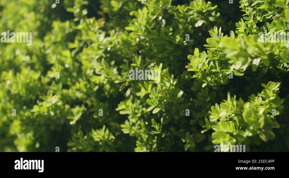 Detailed shot of boxwood leafs moving in the wind. Bush gets light from ...