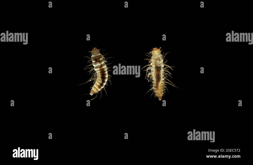 Larva of beetle Dermestes lardarius under a microscope, of family ...
