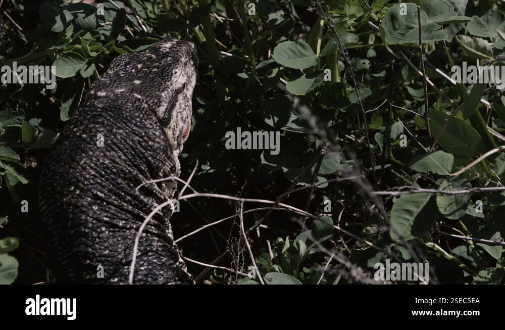 Asian water monitor basking in the forest Stock Video Footage - Alamy