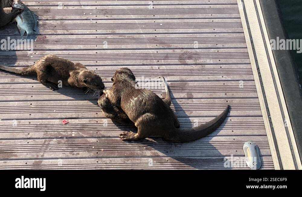 Singapore: Wild smooth-coated otters feed on fish at Marina Bay, 4K ...