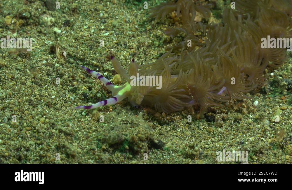 Close up of a flabellina nudibranch crawling over sand in the ...
