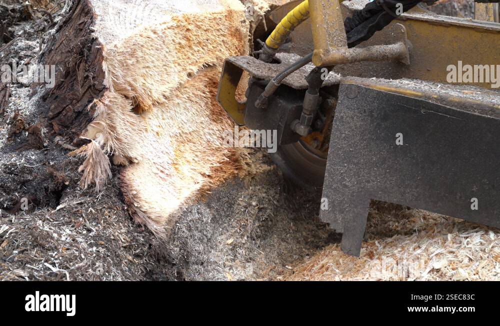 A close view of the round milling head of a stump cutter or grinder ...