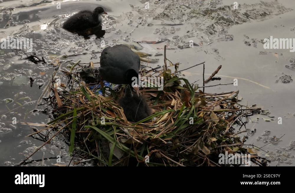 Pair of common Eurasian coot preparing grassy river water nest ready ...