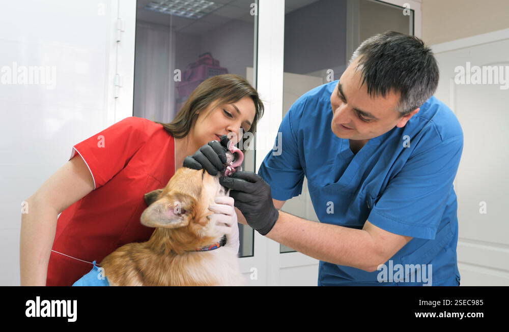 Two veterinarians make a dressing for the dog in the area of the wound ...