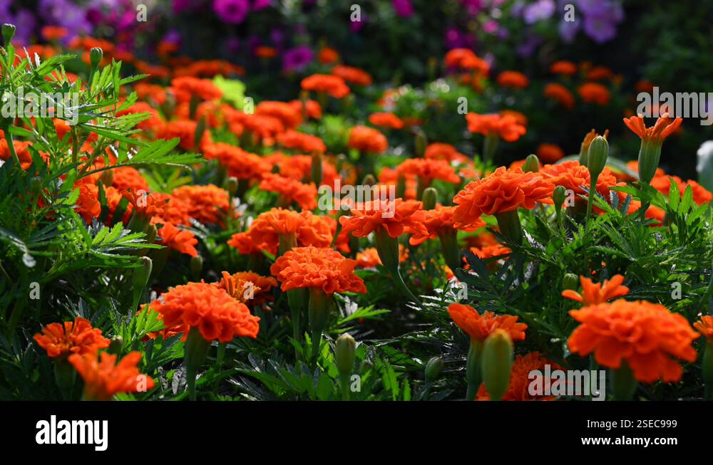 UAE: Closeups of the flowers at Dubai Miracle Gardens in the United ...