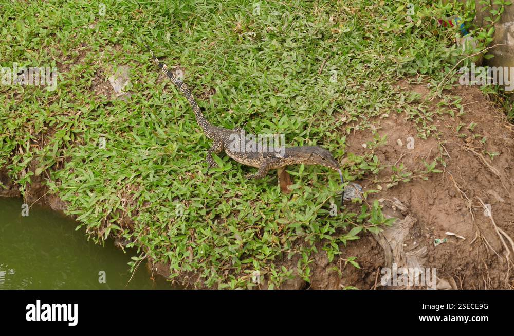 Juvenile lizard at green grass of city park, common wild animal at ...