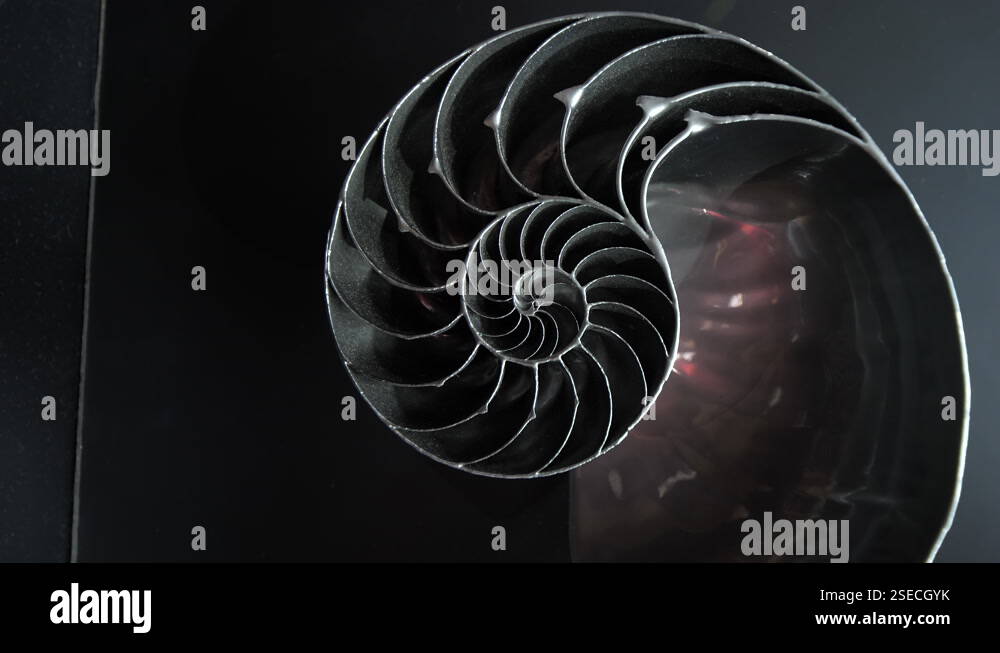 Nautilus shell macro Stock Videos & Footage - HD and 4K Video Clips - Alamy