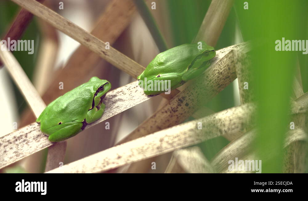 Male group of European tree frog (Hyla arborea) sitting on dry cattail ...