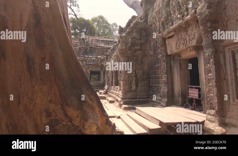 Walking past the trunks of giant strangling trees in front of a temple ...