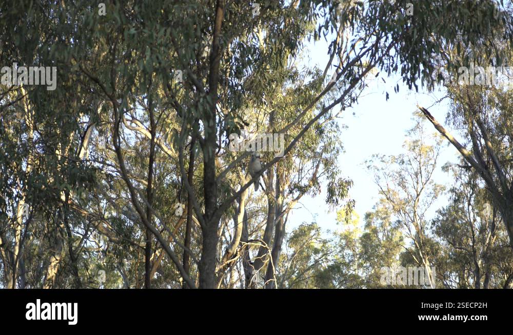 Kookaburra on Australian tree outback fauna camping Stock Video Footage ...
