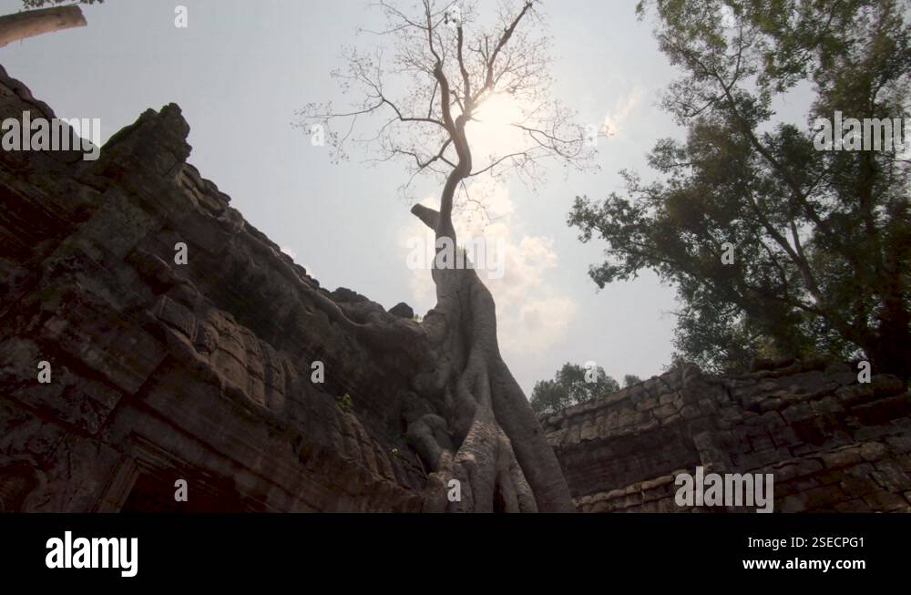 Ancient temple tree roots covering Stock Videos & Footage - HD and 4K ...
