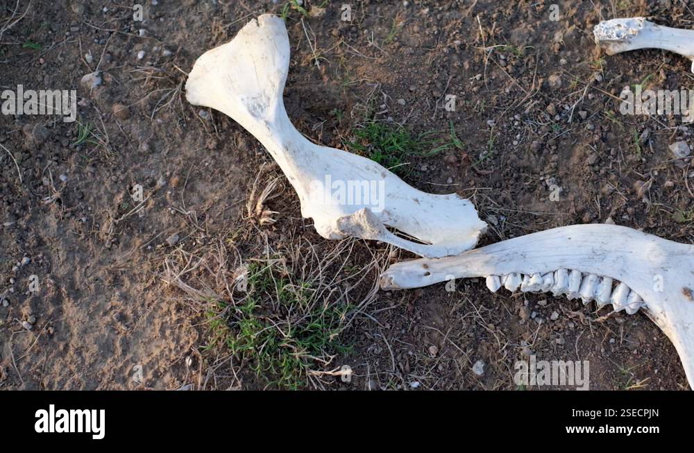 Bone fragments Stock Videos & Footage - HD and 4K Video Clips - Alamy