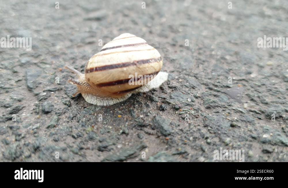 a snail hides in a shell on the asphalt after the rain Stock Video ...