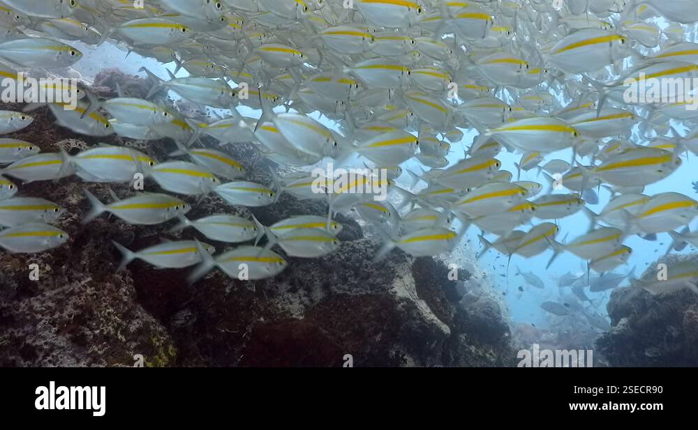 A huge cloud of scad fish gathering around rocks in deep sea, steady ...