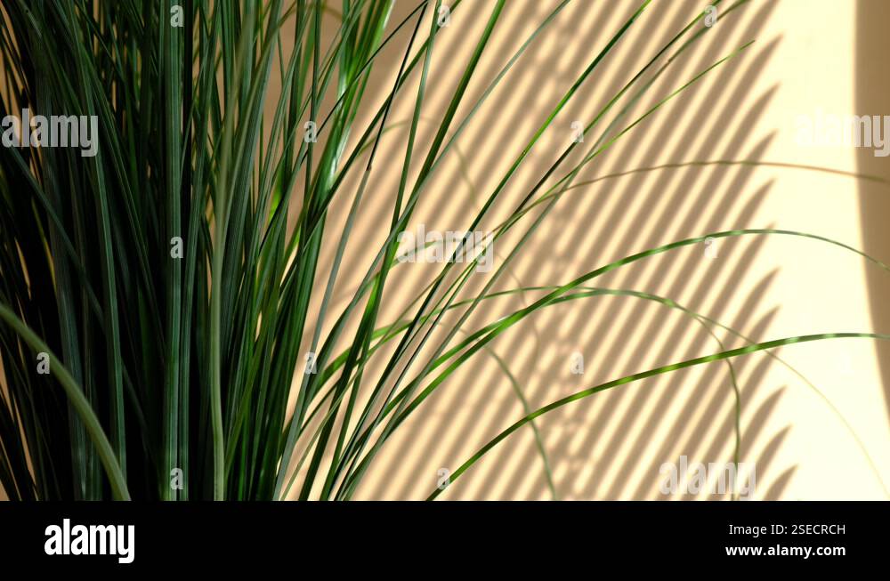 minimalistic screensaver. Morning sun lighting the room, shadow ...