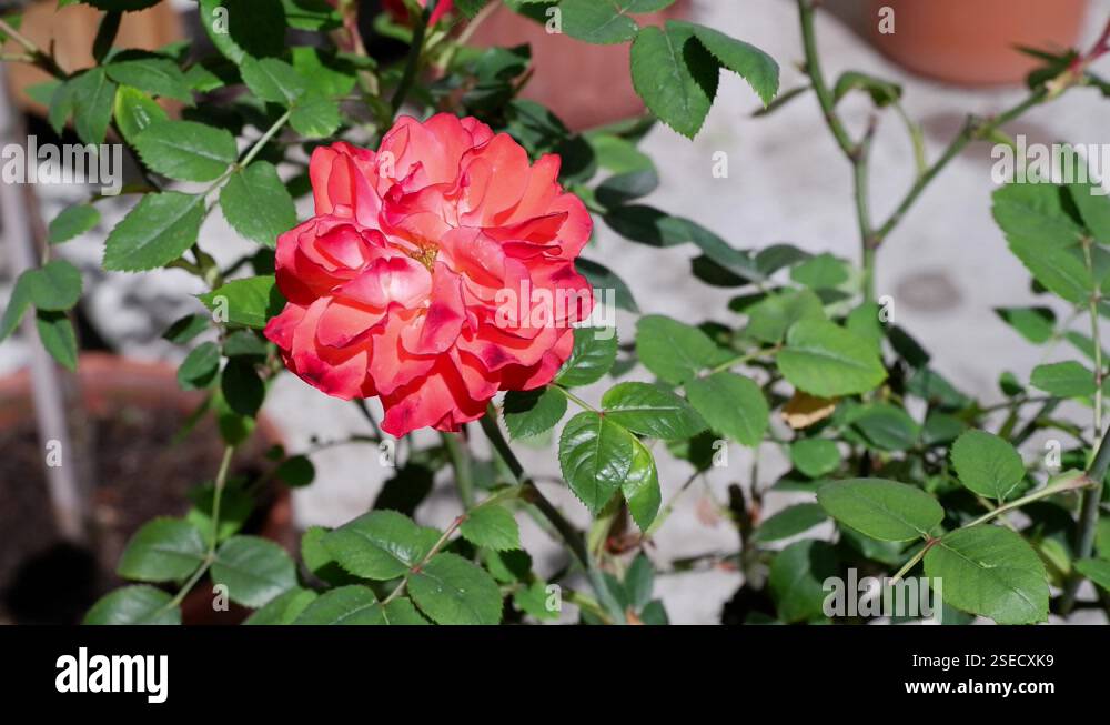The movement of a red rose in the wind. 4k Stock Video Footage - Alamy