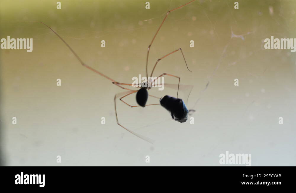 Fly caught in a web being wrapped in silk and bit by a cellar spider ...