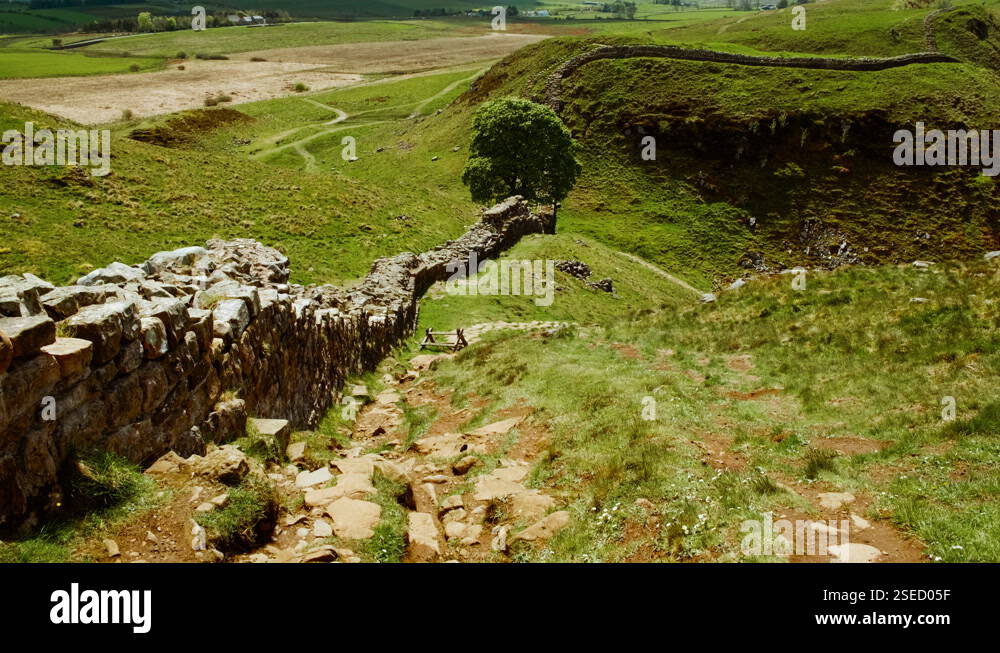 Sycamore Gap Tree, Hadrian's Wall, Northumberland, UK Stock Video ...