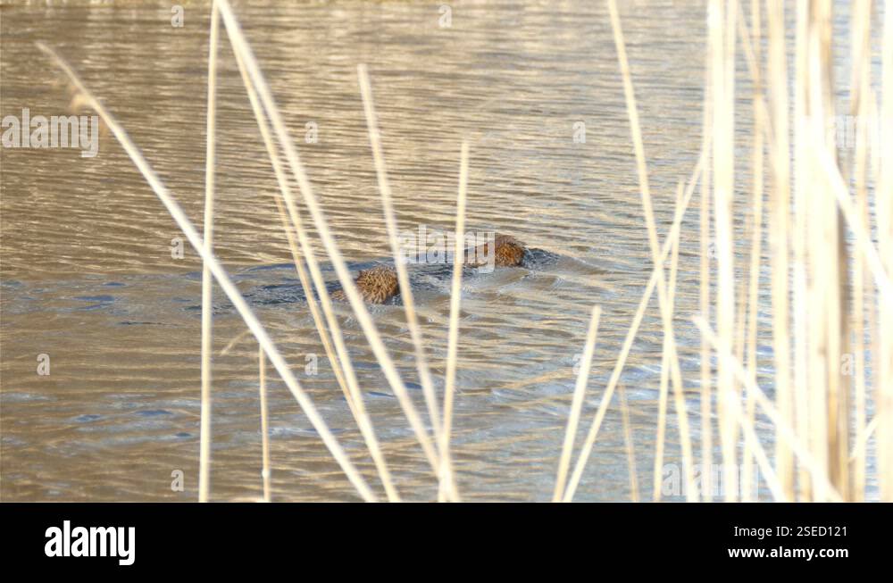 Muskrat animal mammal swimming and emerging from water to reach the ...
