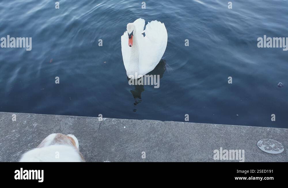 Aggressive dog attacks and barks at swan from wall edge over lake Stock ...