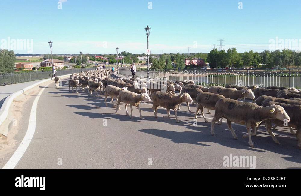 Sheep farming medieval Stock Videos & Footage - HD and 4K Video Clips ...