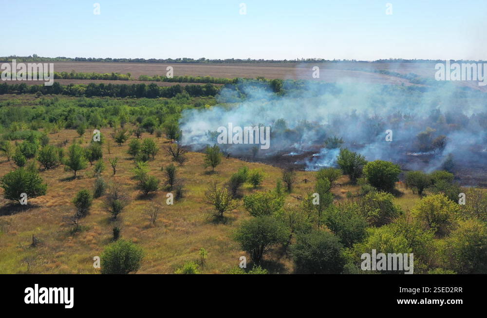 orchard fire on a farm, firefighter extinguishes burning dry grass ...