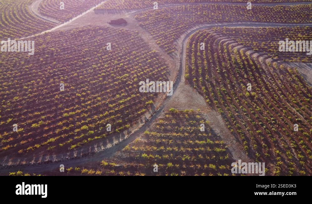 Rows of growing crops with beautiful lens flare in Australia, drone ...