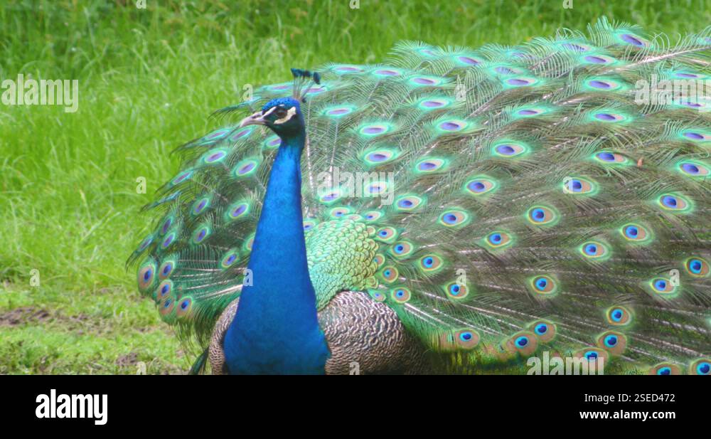 Peacock with grass background and his feather display half erect ...