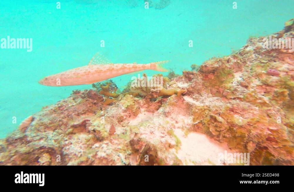 Lizardfish and Colorful Coral. Picture lizardfish (synodus variegatus ...