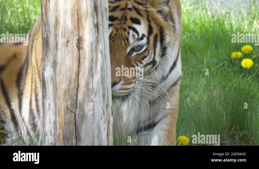 Female Bengal Tiger hides behind a tree trunk while looking for prey ...