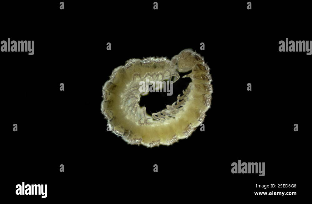 centipede Diplopoda Millipede under a microscope, Phylum Arthropoda ...
