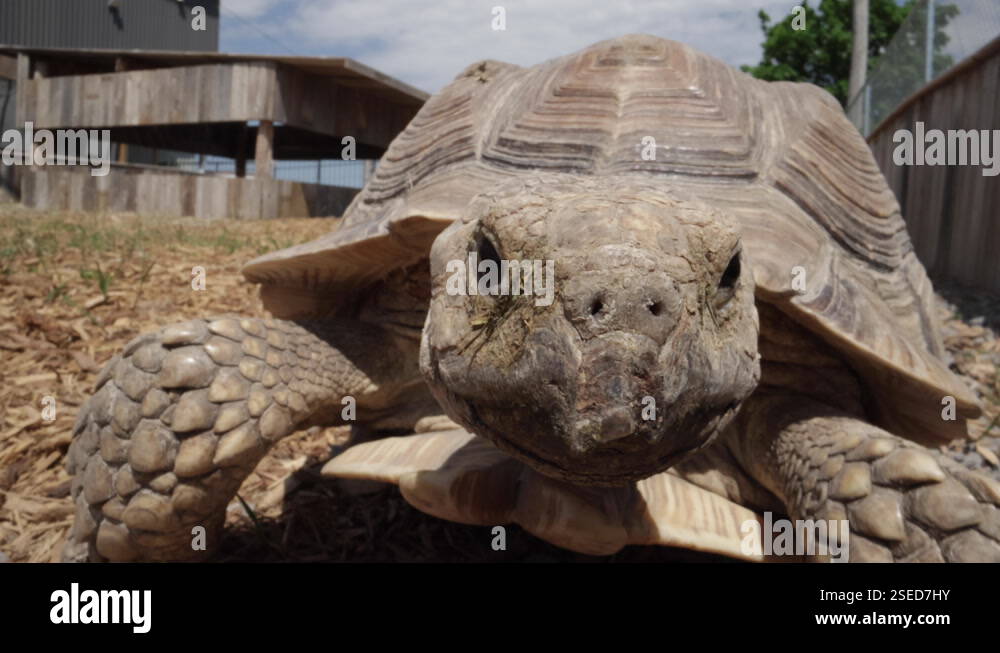 Spurred tortoise approaching camera and blinking Stock Video Footage ...