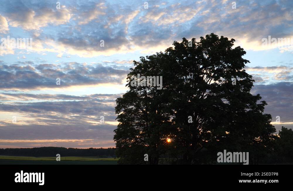 The sun disc shines between branches of the deciduous tree in sundown ...