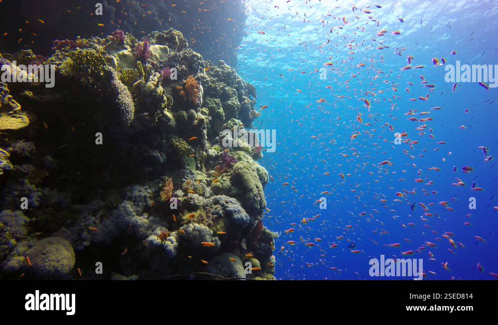 Coral Reef drop off in the Red Sea with orange reef fishes wide angle ...