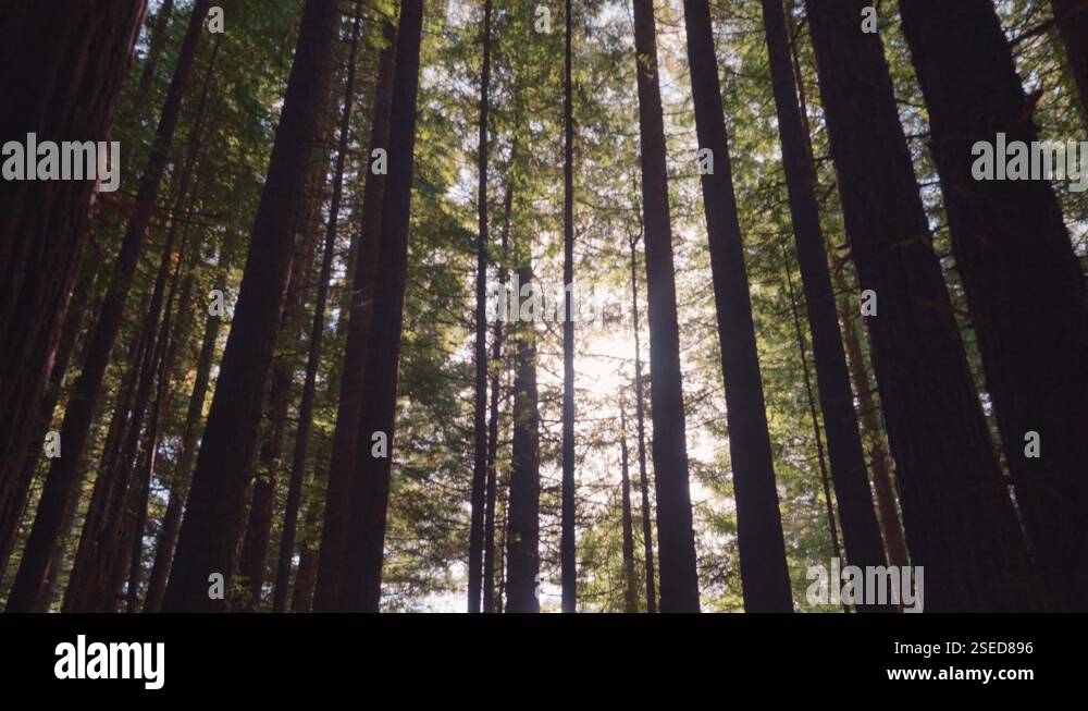 Tall redwood trees grow Stock Videos & Footage - HD and 4K Video Clips ...