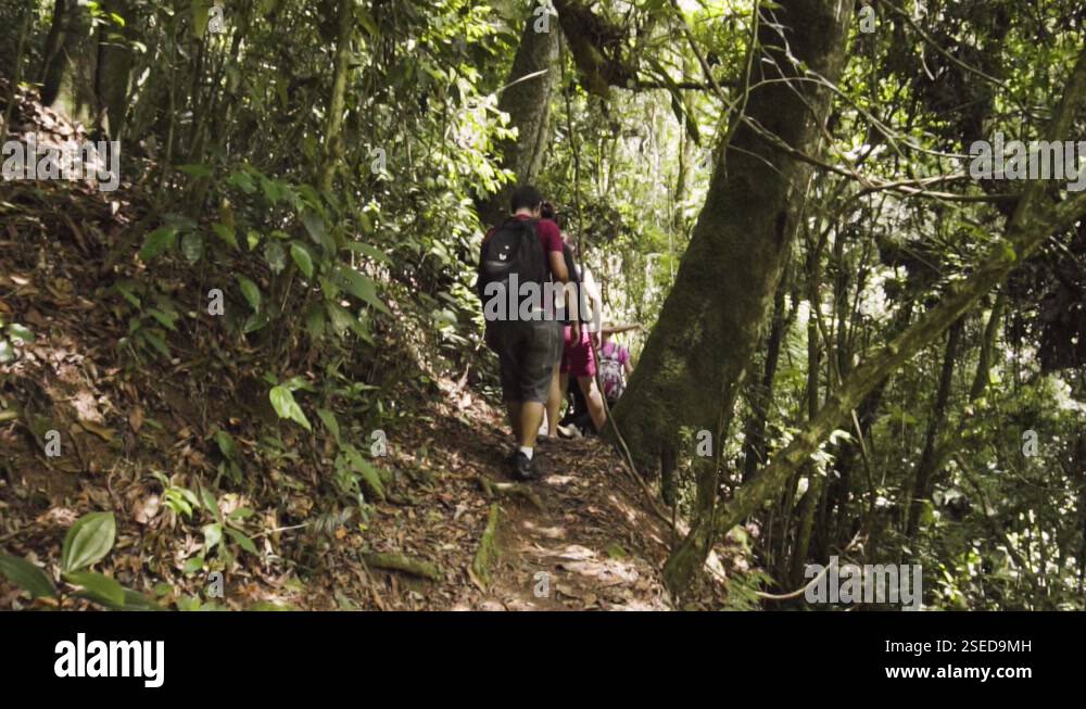 Slow people walking on forest Stock Videos & Footage - HD and 4K Video ...