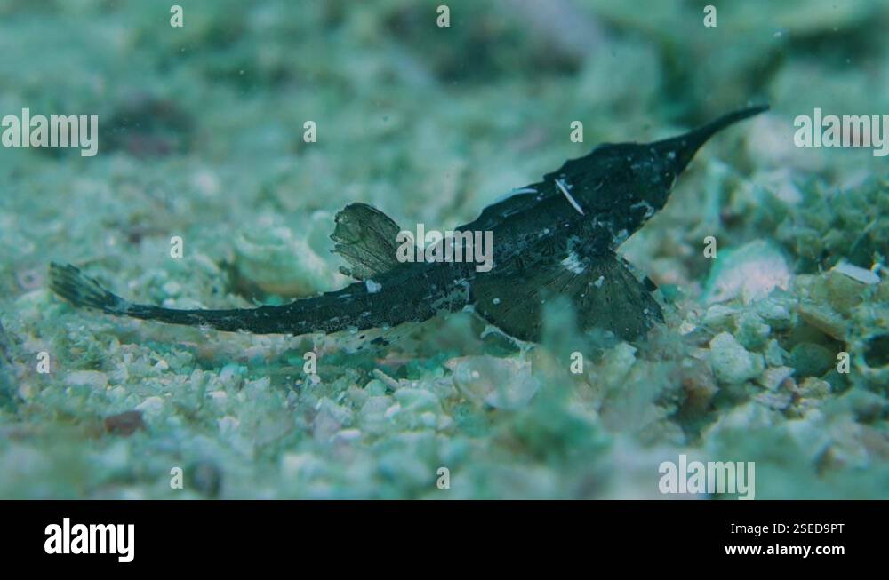 Armored Juvenile Slender Seamoth Pegasus Volitans with Long Narrow Nose ...