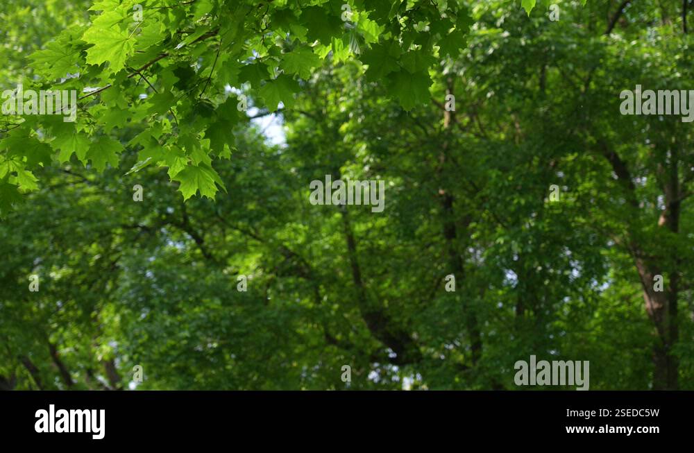 Wind blown pollen Stock Videos & Footage - HD and 4K Video Clips - Alamy