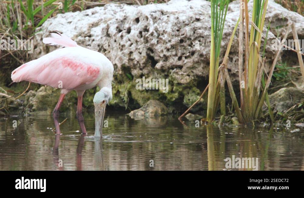 roseate spoonbill bird feeding in shallow water around limestone rock ...