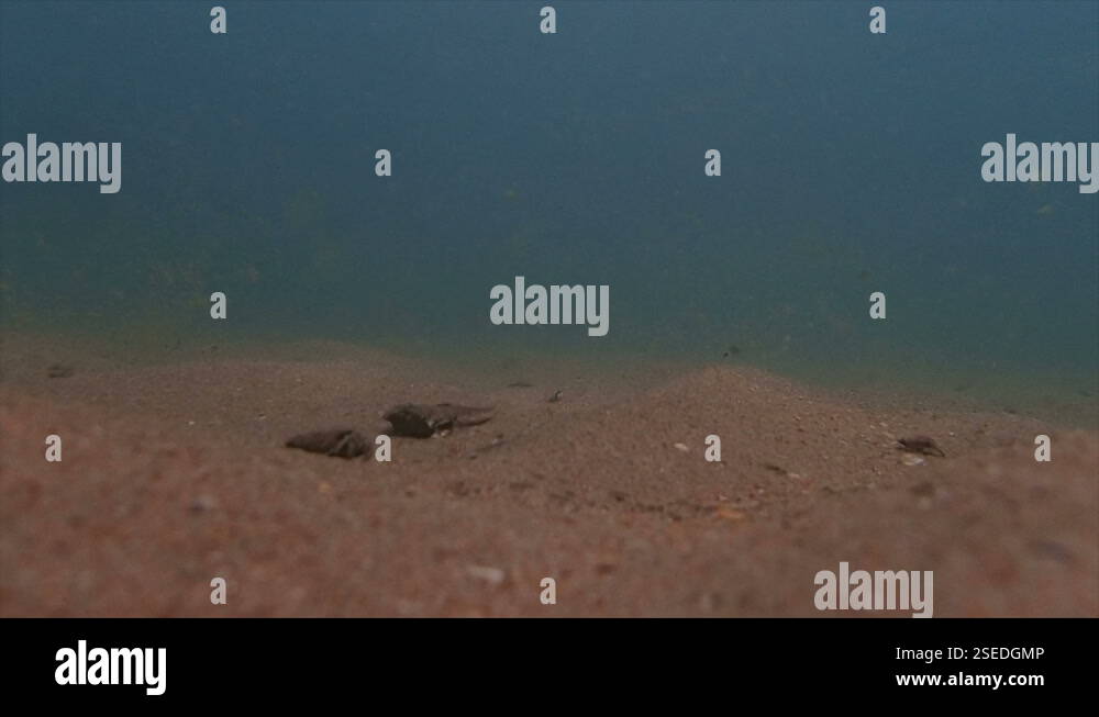 Hermit crabs gathering around bottom fish Stock Video Footage - Alamy