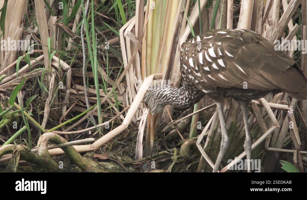 limpkin bird calsps apple snail shell in bill in slow motion Stock ...