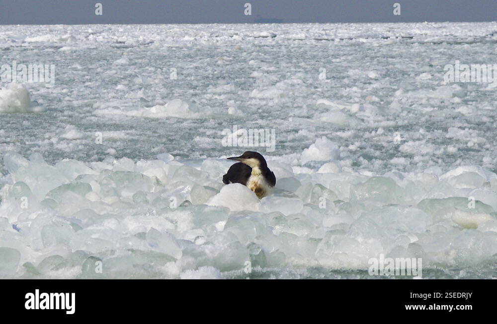 Black-throated loon (Gavia arctica), a bird freezes on floating ice in ...