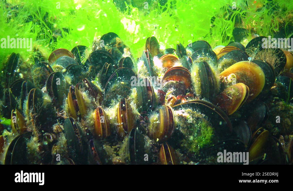 Mediterranean mussel (Mytilus galloprovincialis) and green algae on the ...