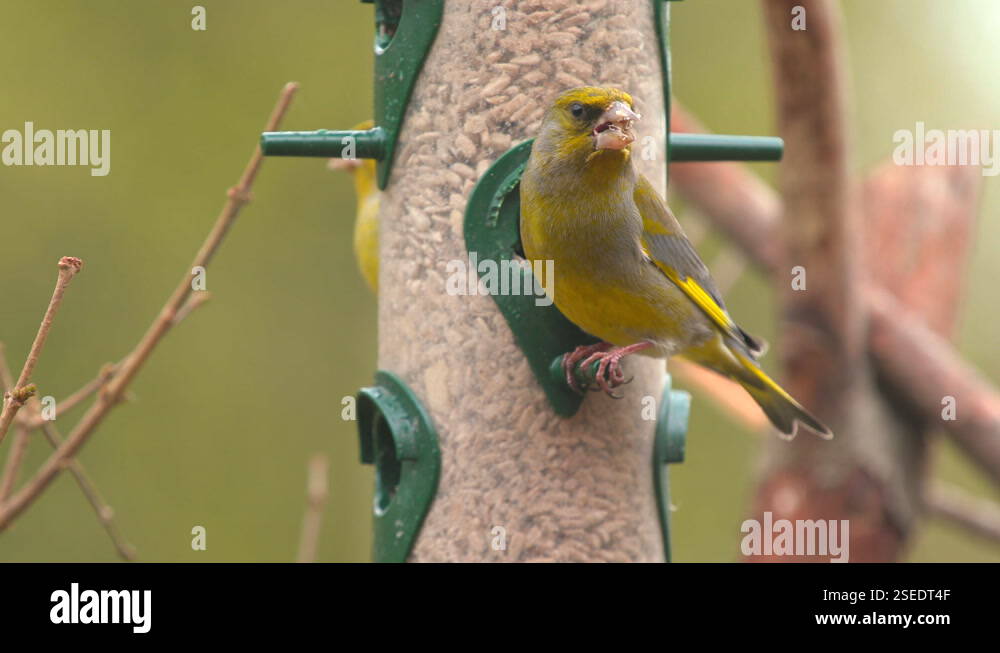 european greenfinch bird perced on bird feeder beautiful green color ...