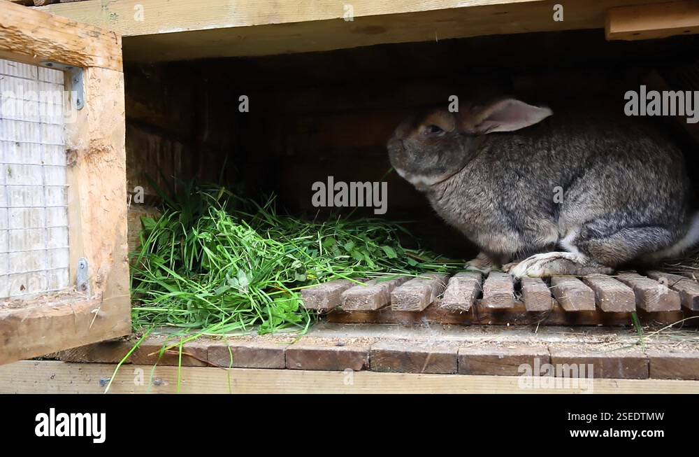 Small feeding brown rabbit chewing grass in rabbit-hutch on animal farm ...